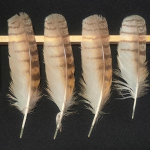Long-eared Owl asio Otus Feathers - Etsy