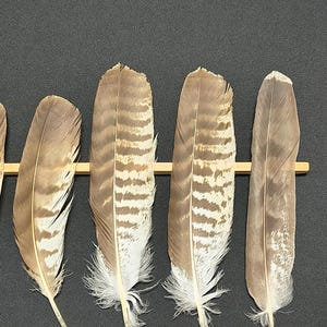 Common Buzzard Feather - Etsy
