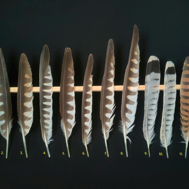 Kestrel Feathers - Etsy