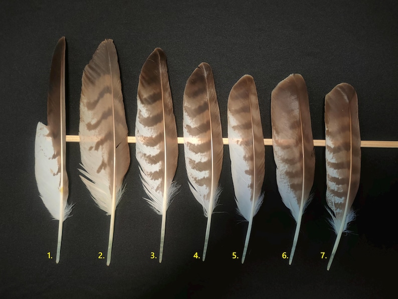 Common Buzzard Feather - Etsy