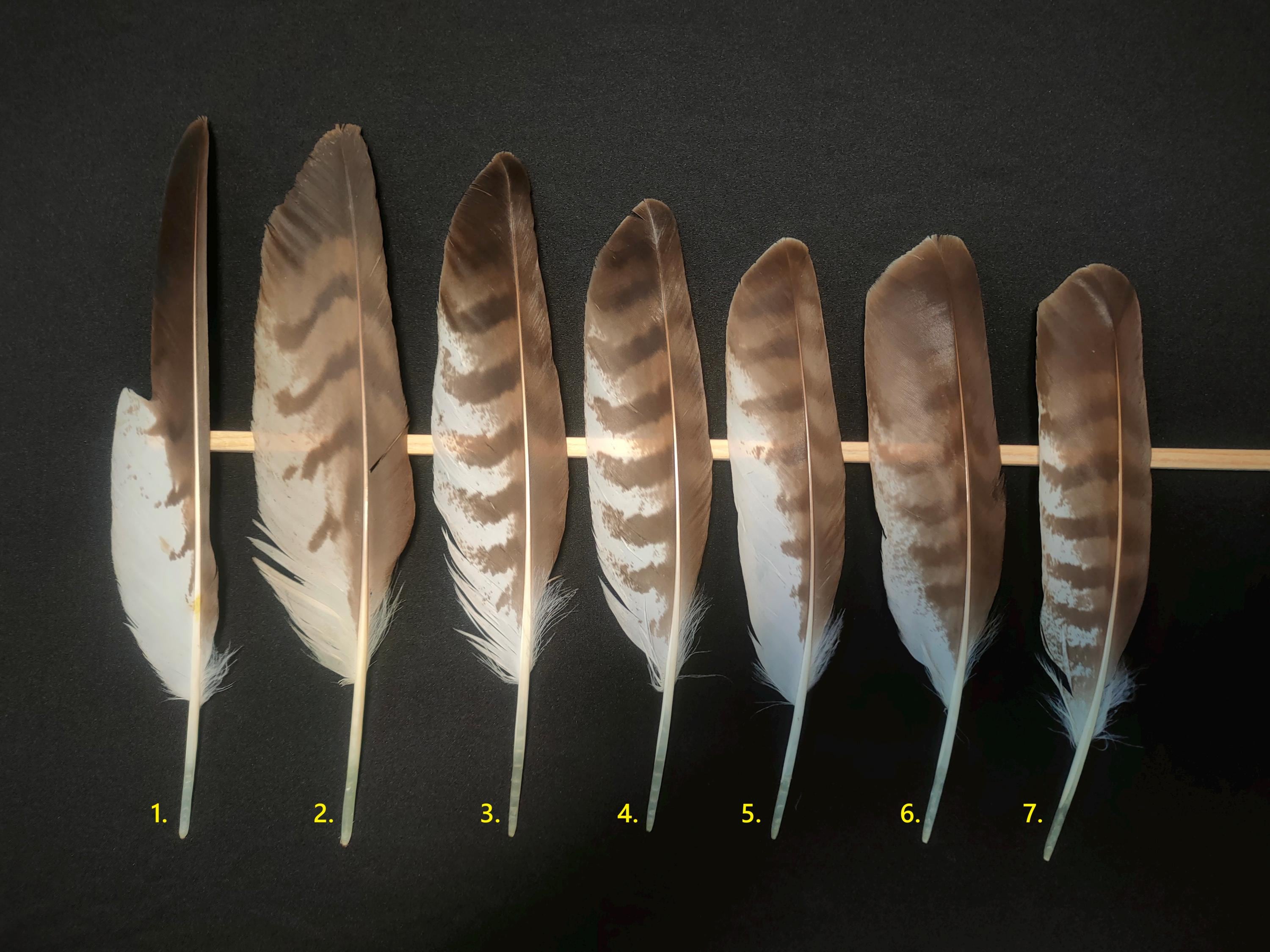 Common Buzzard Feather - Etsy UK