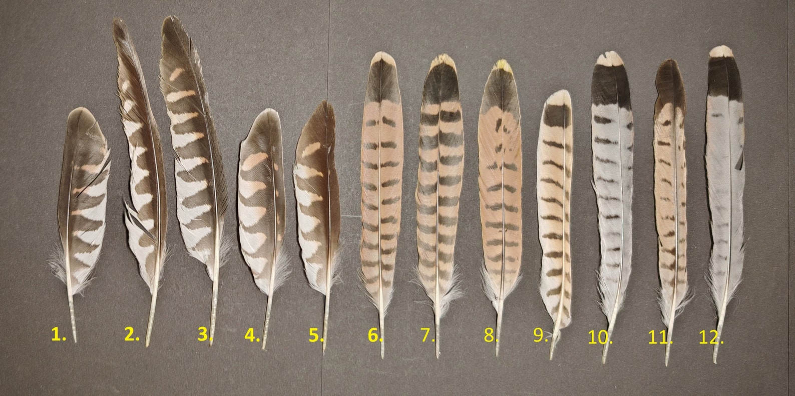 Common Kestrel falco Tinnunculus Feather - Etsy
