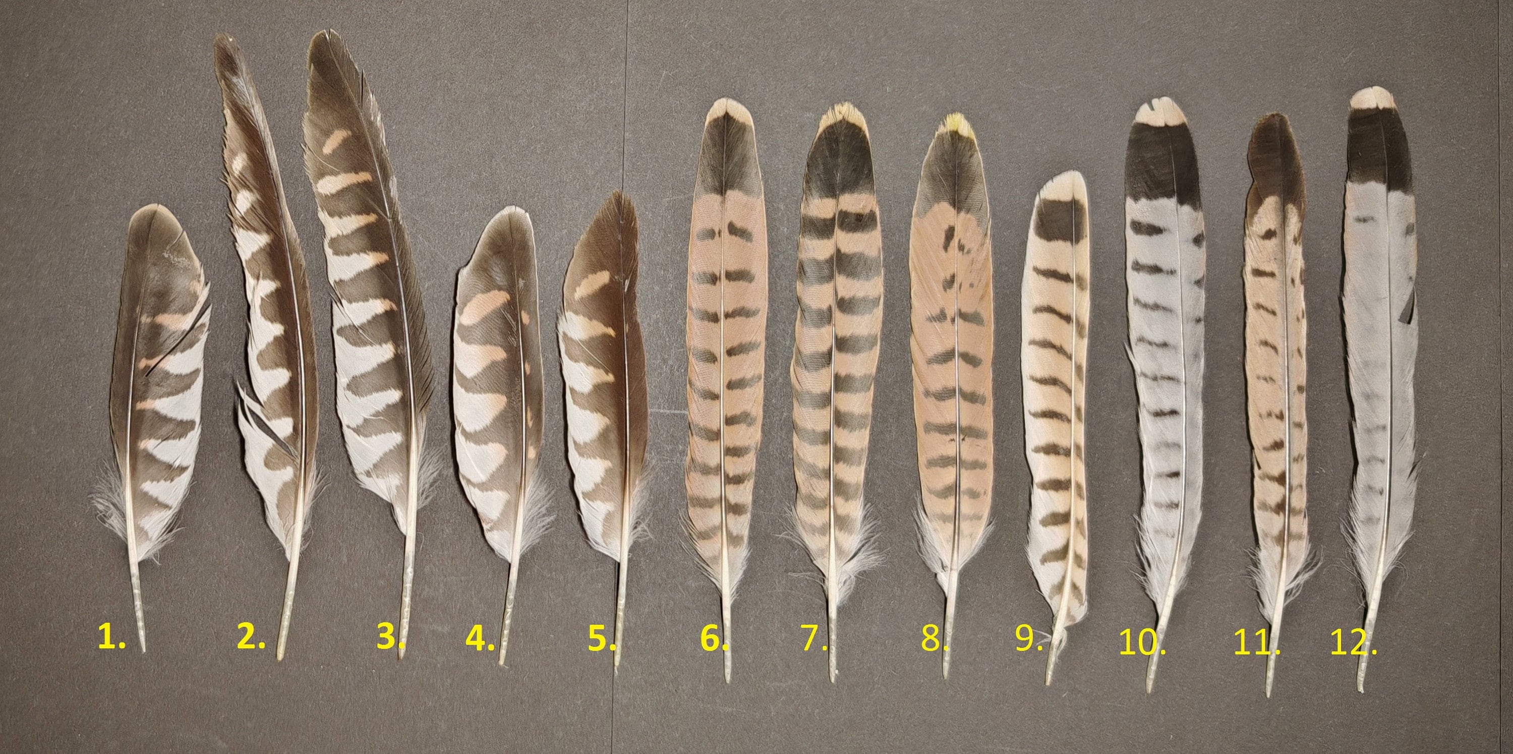 Common Kestrel falco Tinnunculus Feather - Etsy
