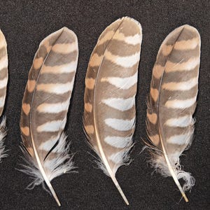 Common Kestrel (falco Tinnunculus) Feather - Etsy