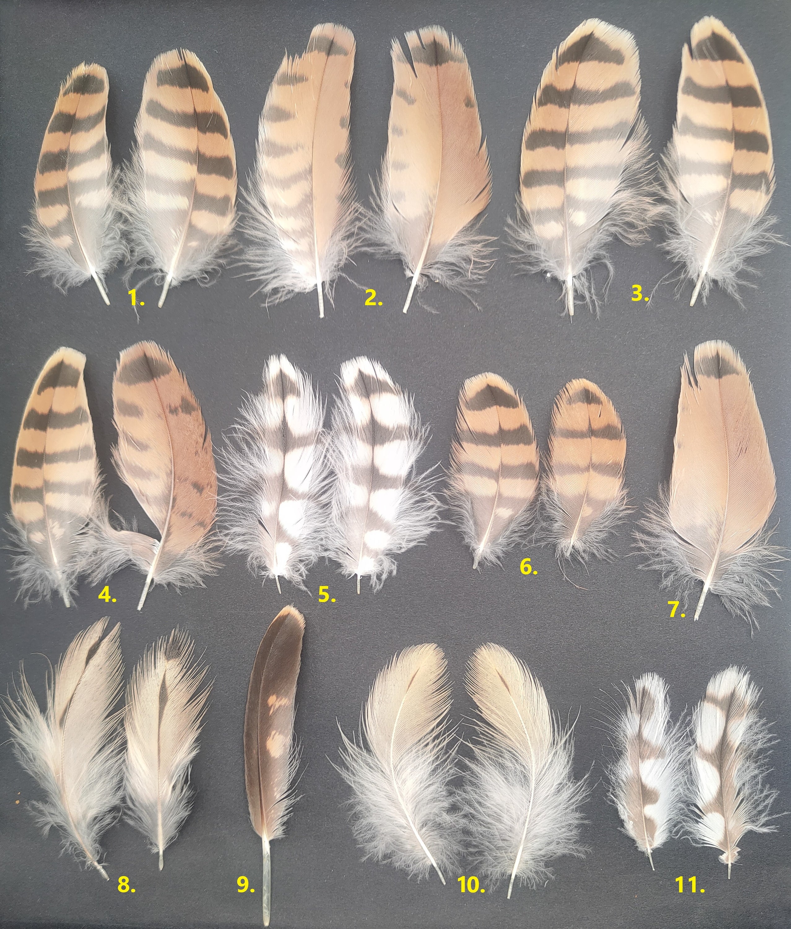 Common Kestrel falco Tinnunculus Feather - Etsy