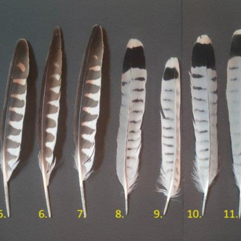 Kestrel Feathers - Etsy