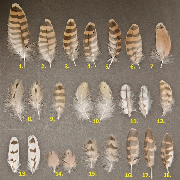 Kestrel Feathers - Etsy