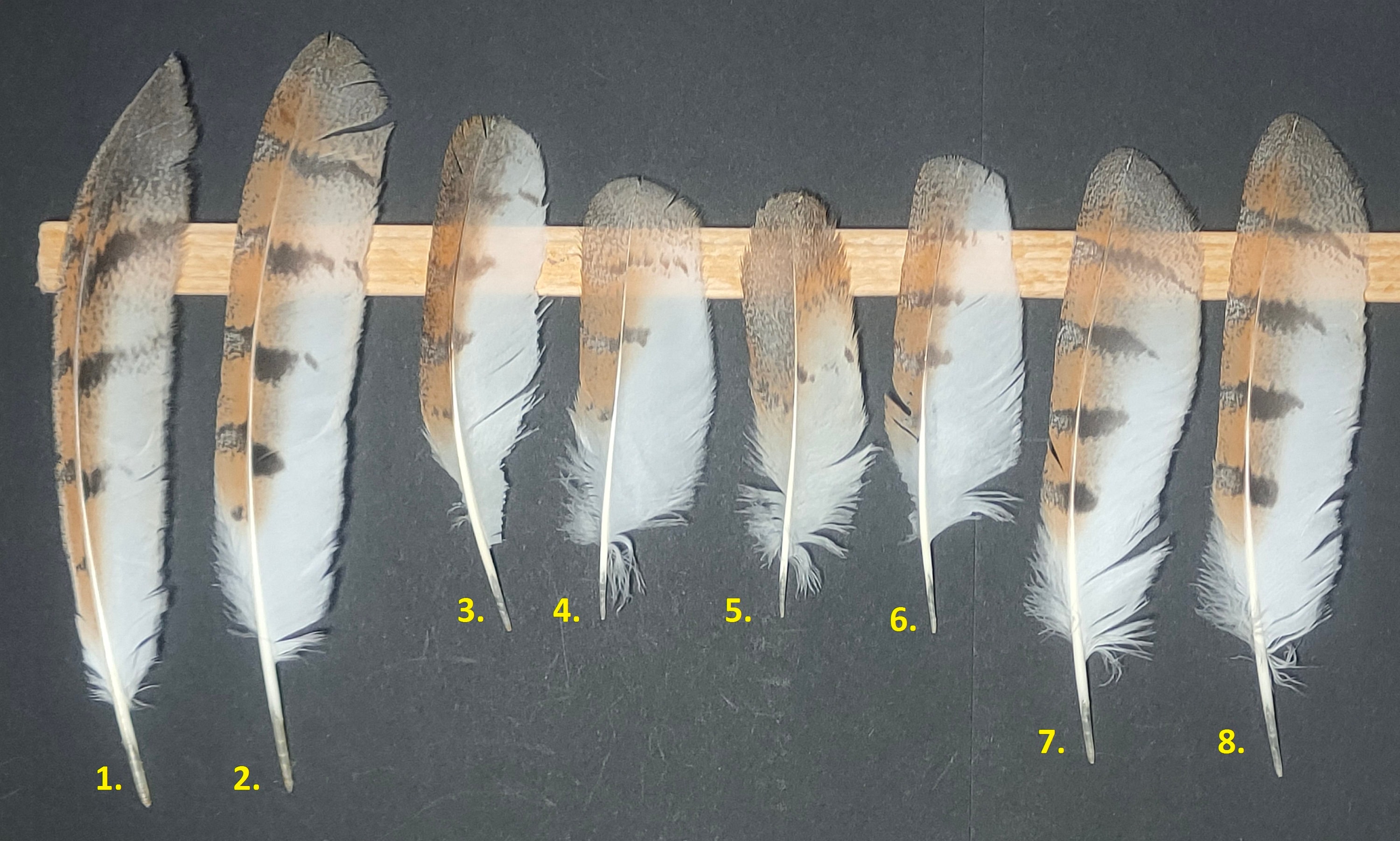 Feather Barn Owl tyto Alba - Etsy