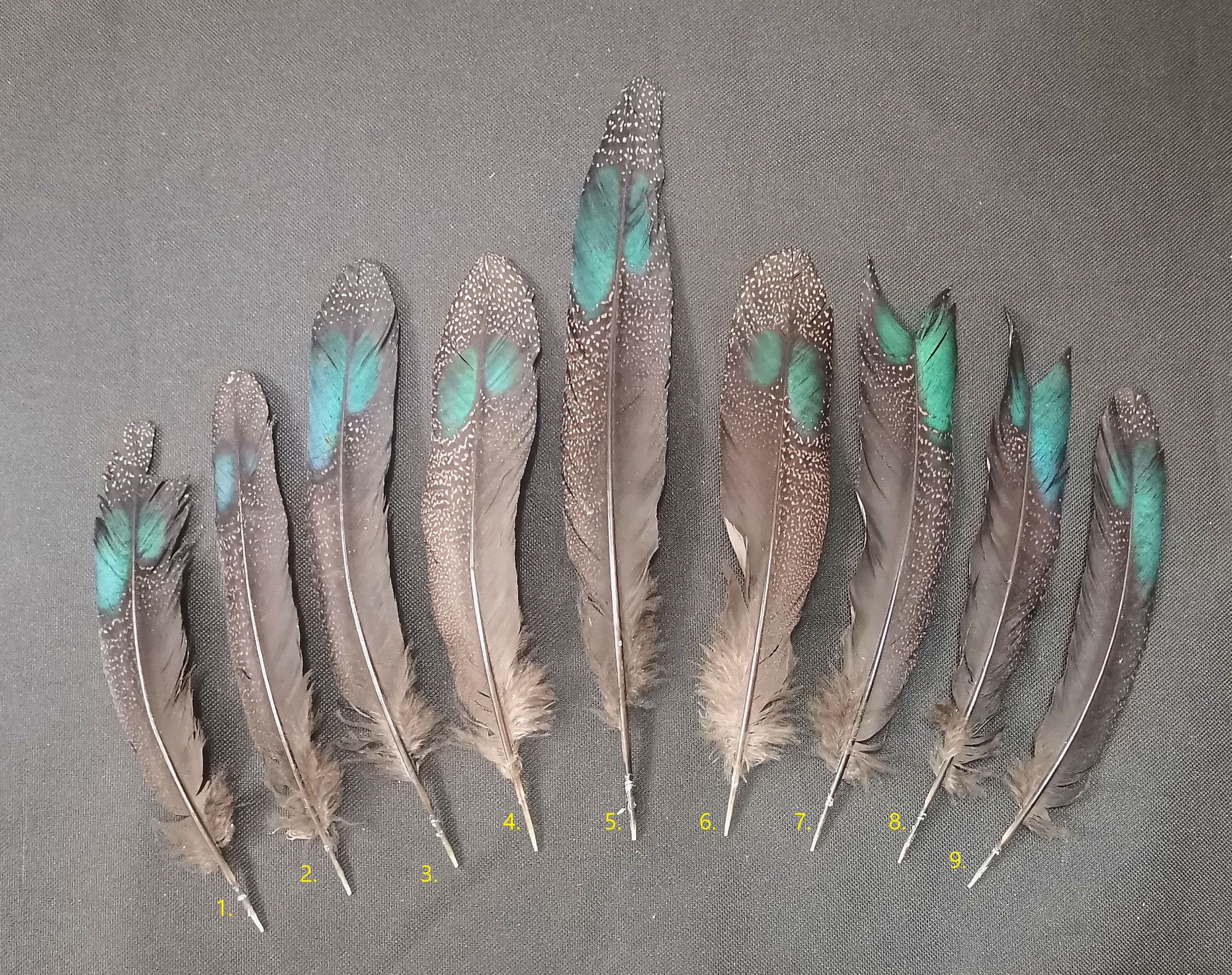 Rotschild/mountain Peacock Pheasant Feather - Etsy
