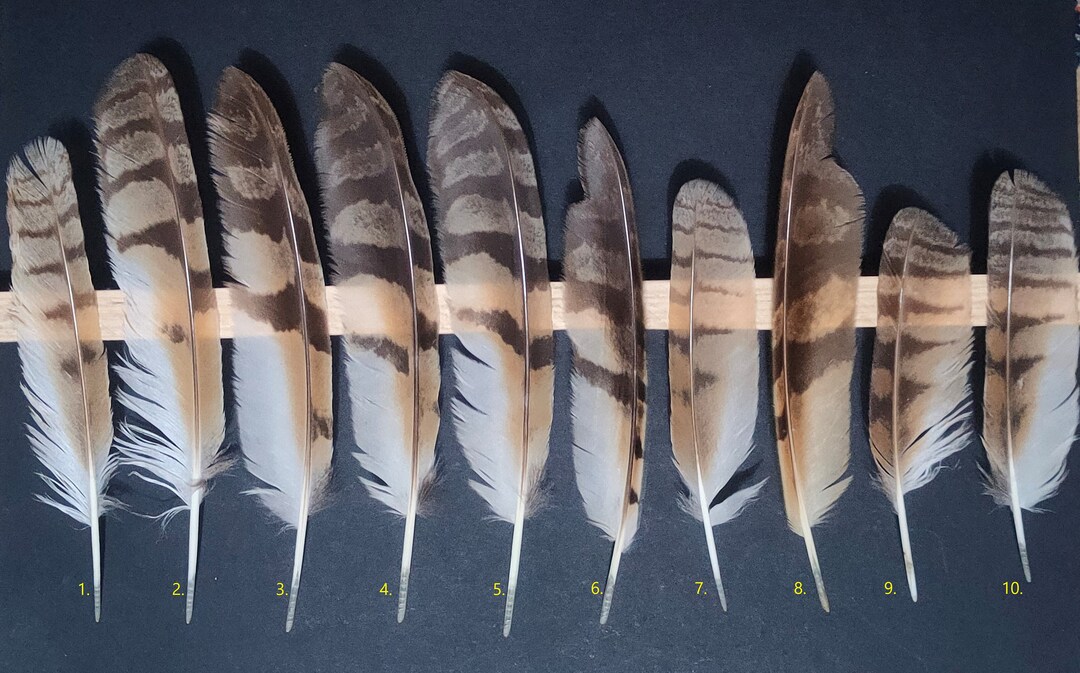 Long-eared Owl asio Otus Feathers - Etsy