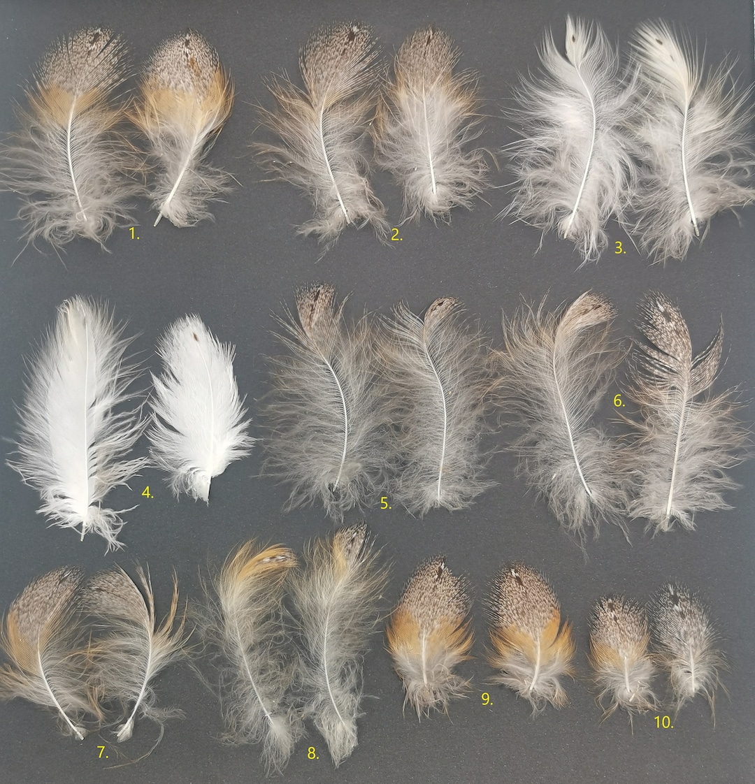 Barn Owl tyto Alba Feather - Etsy