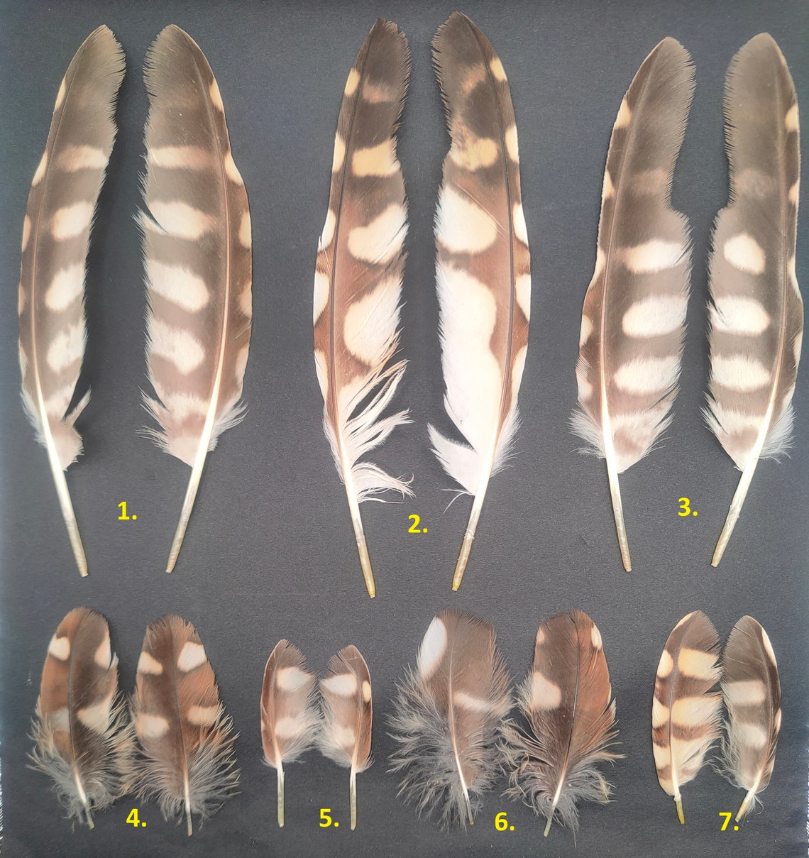 Beautiful Feathers From Burrowing Owl athene Cunicularia - Etsy