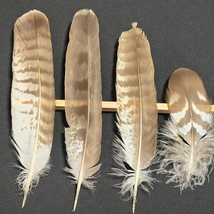 Common Buzzard Feather - Etsy