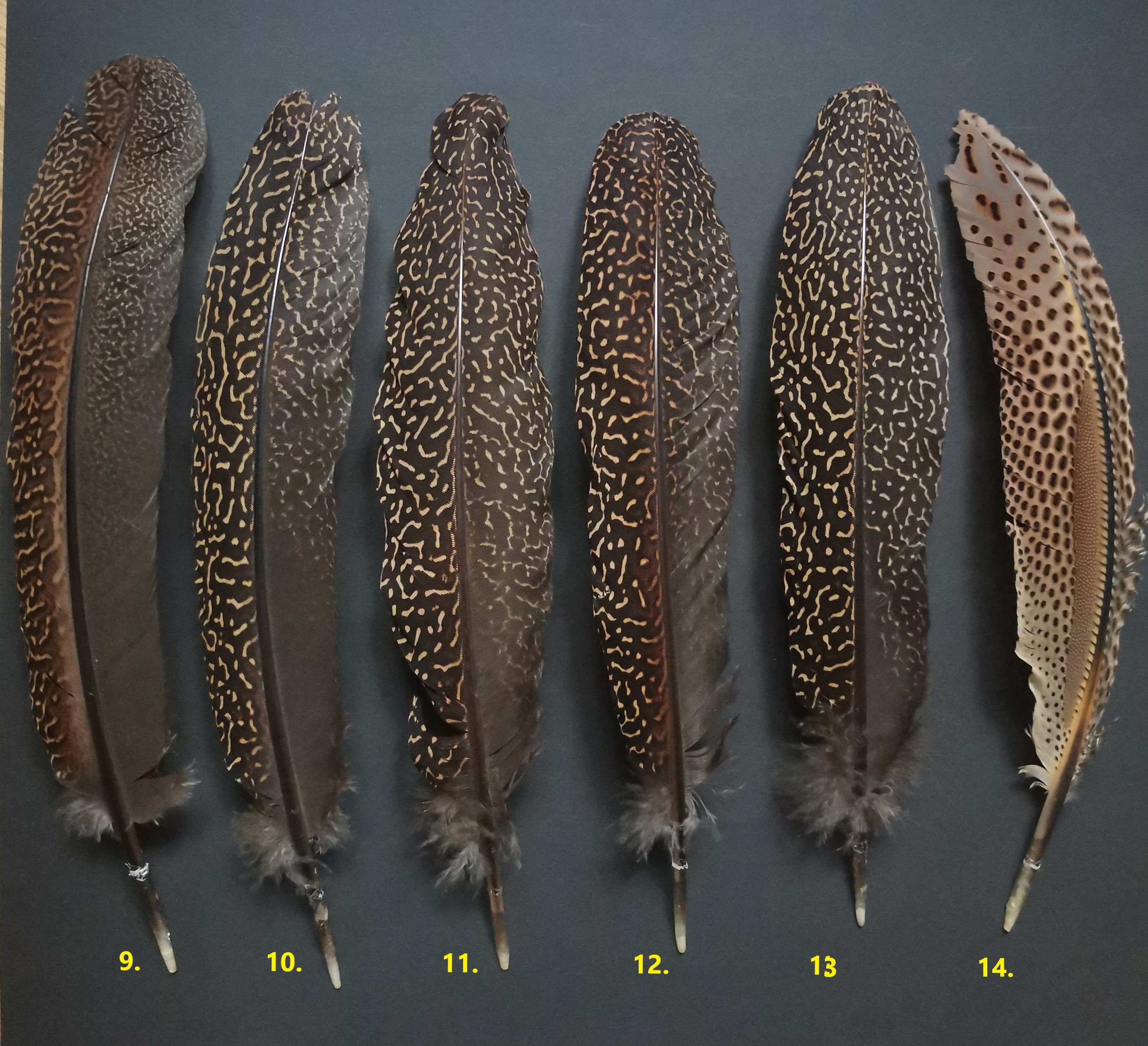 Argusianus Argus great Argus Feather - Etsy