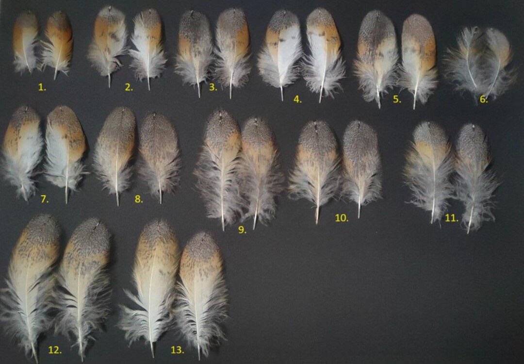Barn Owl (tyto Alba) Feather - Etsy
