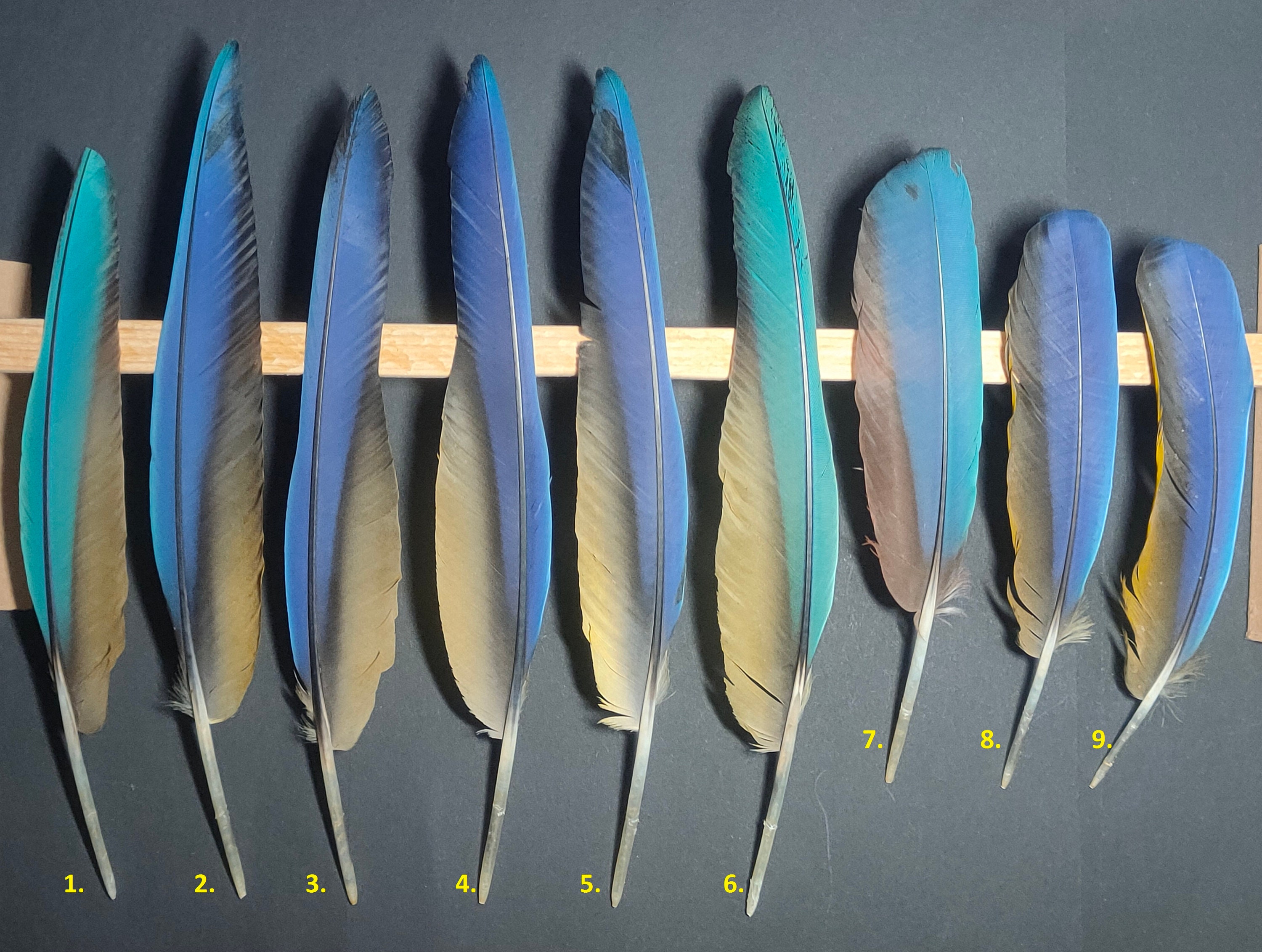 Ara Parrot Wing Feather - Etsy