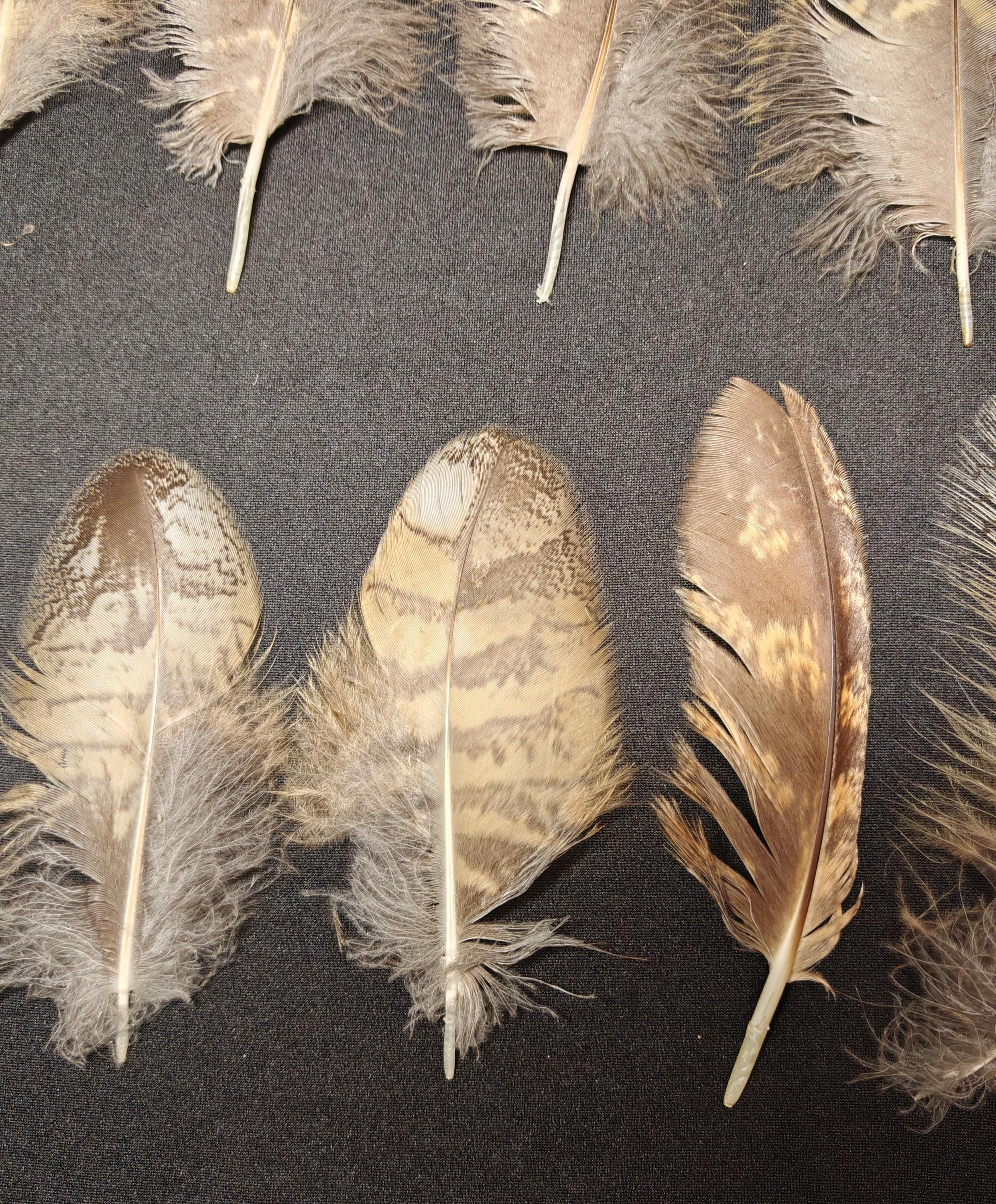Eagle-owl Feather (bubo Bubo) - Etsy