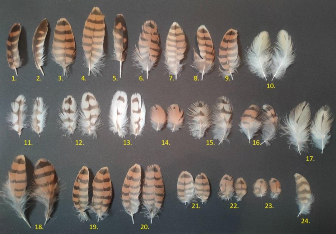 Common Kestrel falco Tinnunculus Feather - Etsy