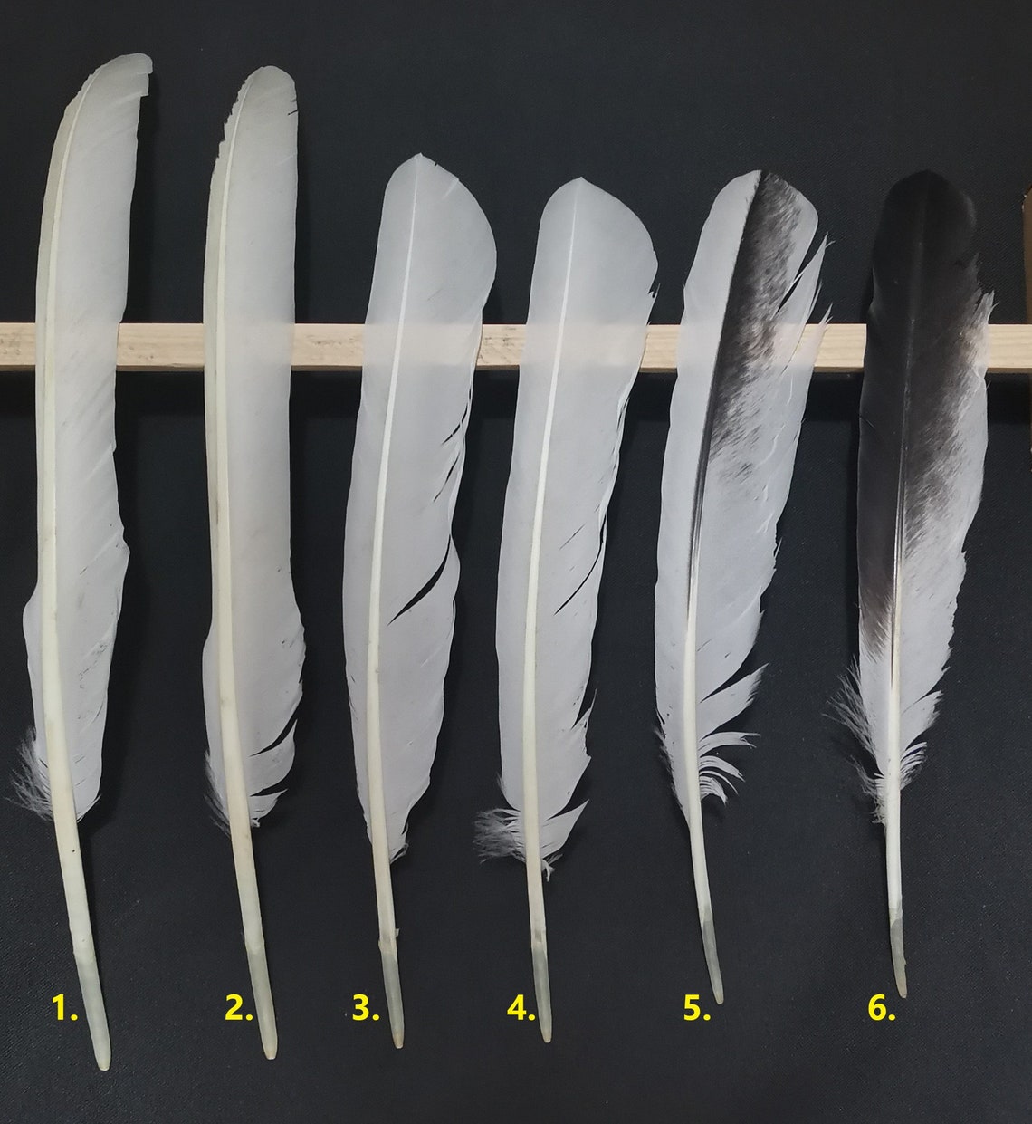 Red-crowned Crane grus Japonensis Feathers - Etsy