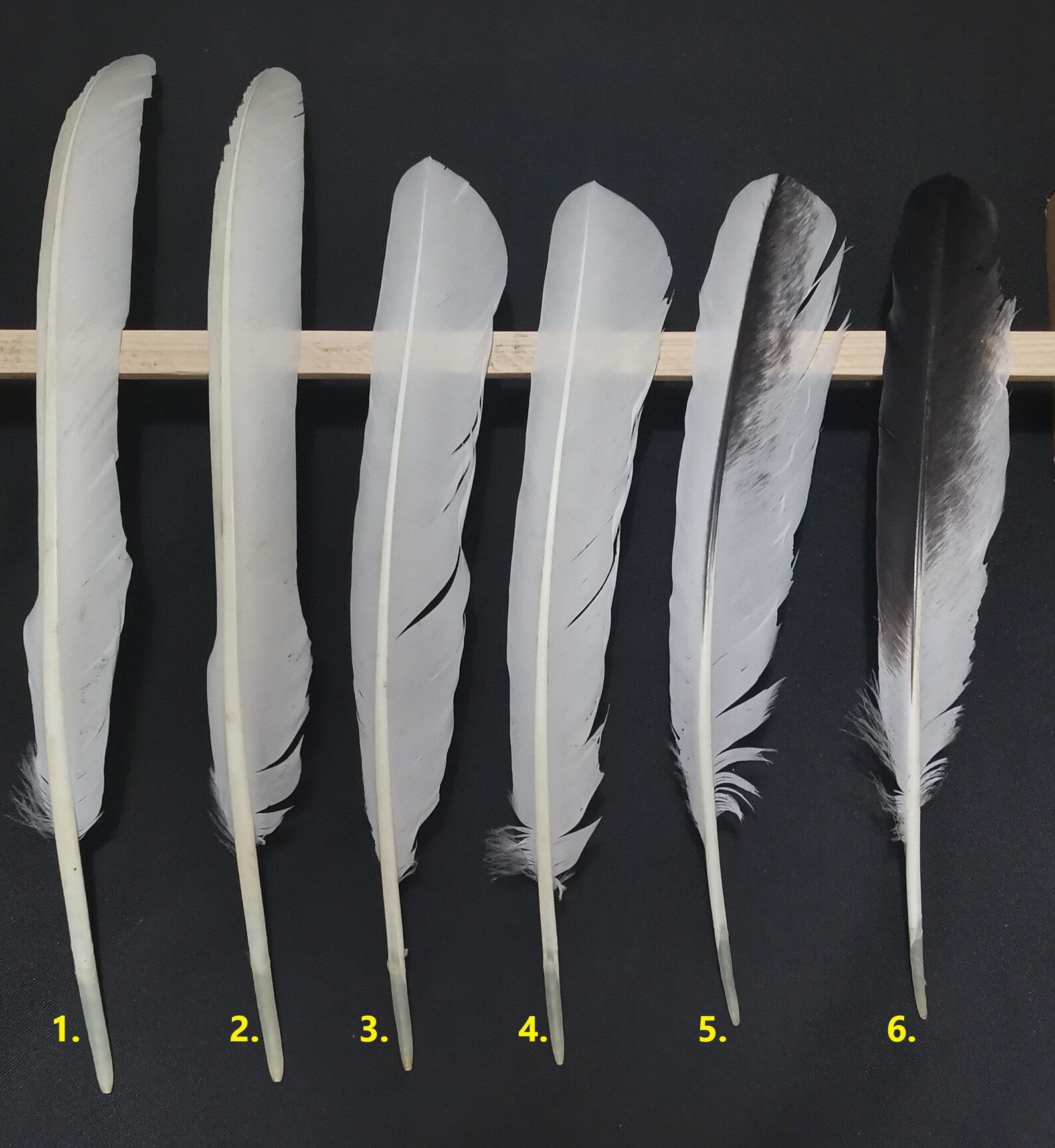 Red-crowned Crane grus Japonensis Feathers - Etsy