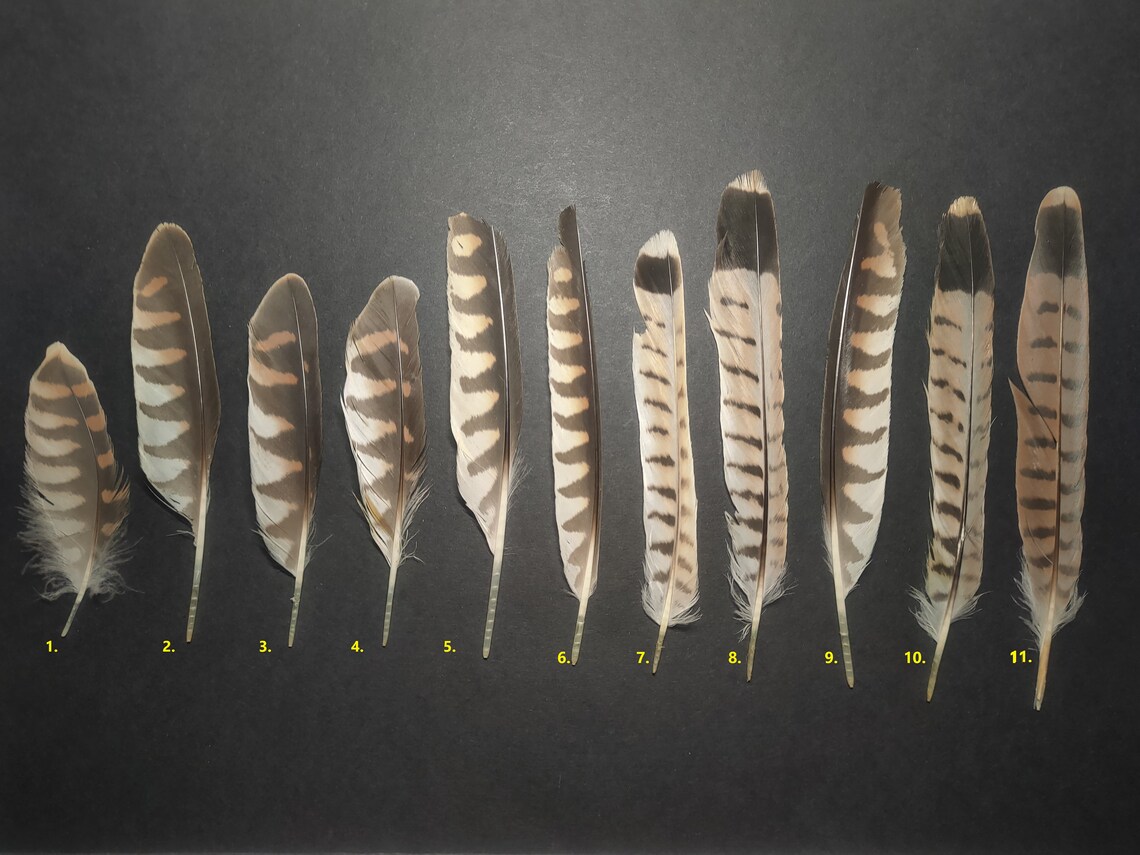 Common Kestrel falco Tinnunculus Feather - Etsy