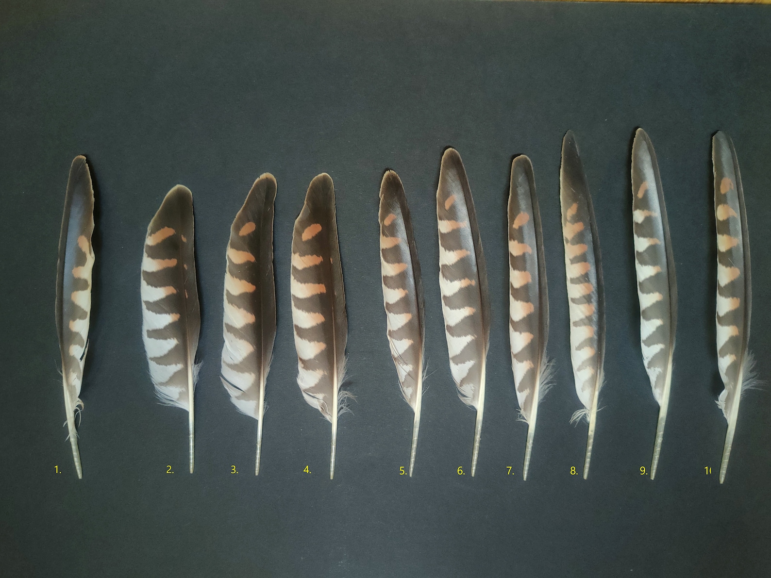 Common Kestrel falco Tinnunculus Feather - Etsy