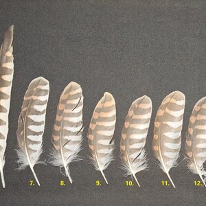 Common Kestrel (falco Tinnunculus) Feather - Etsy