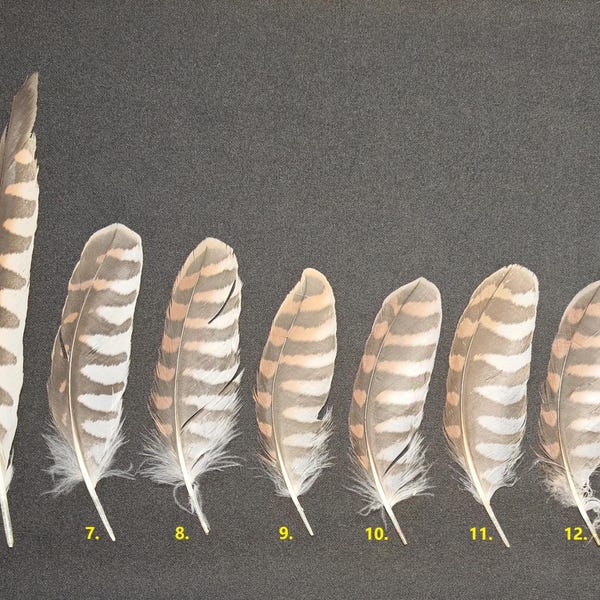 Kestrel Feathers - Etsy