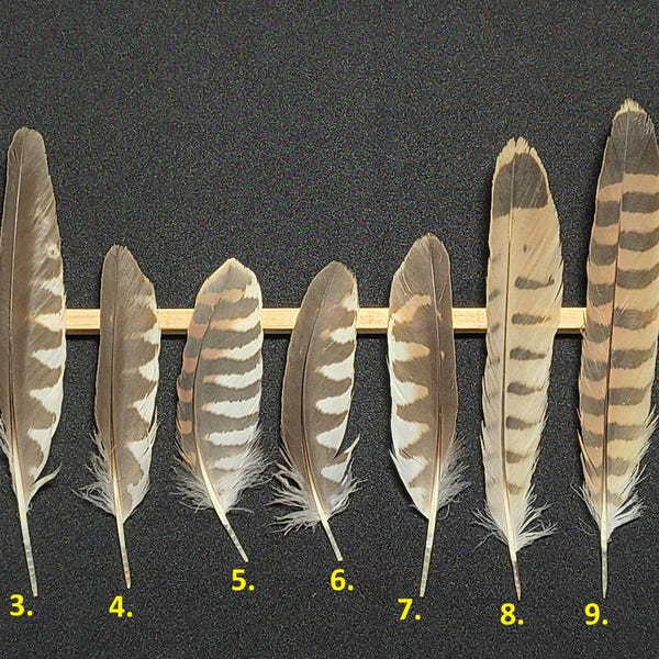 Kestrel Feathers - Etsy