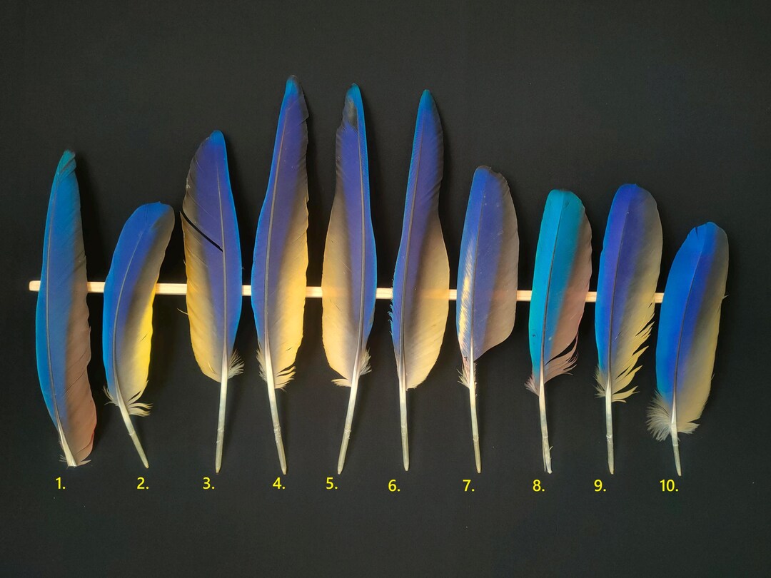 Ara Parrot Wing Feather - Etsy