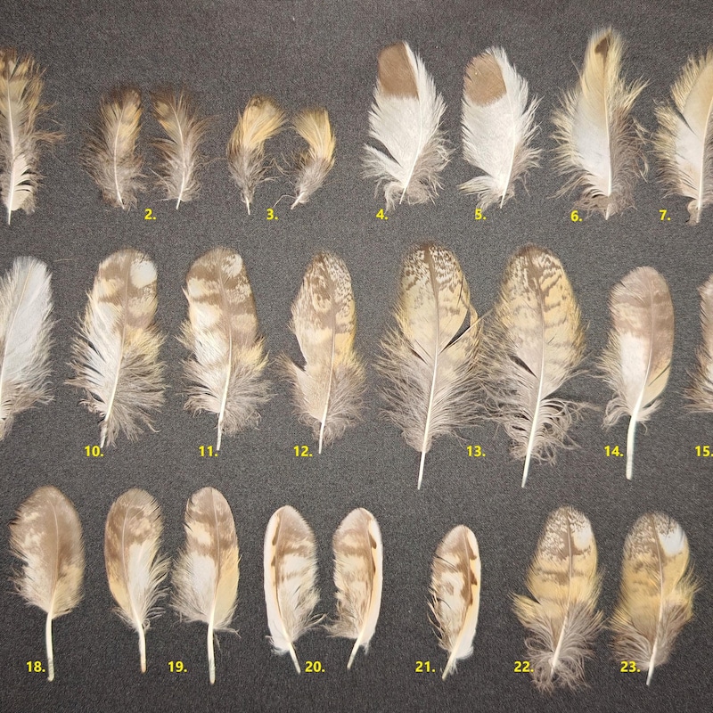 Horned Owl Feathers - Etsy