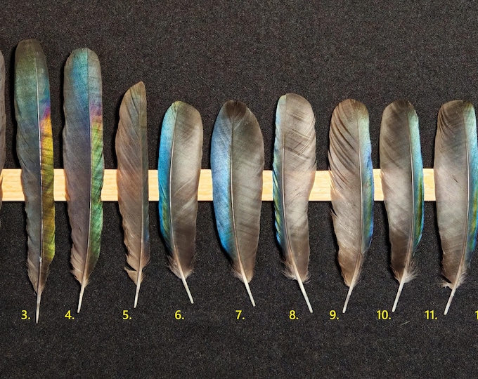 6 Real Magpie Crow Wings Corvid Taxidermy Gothic Curo Study Skeleton Bird Corvid Raven Feathers ...