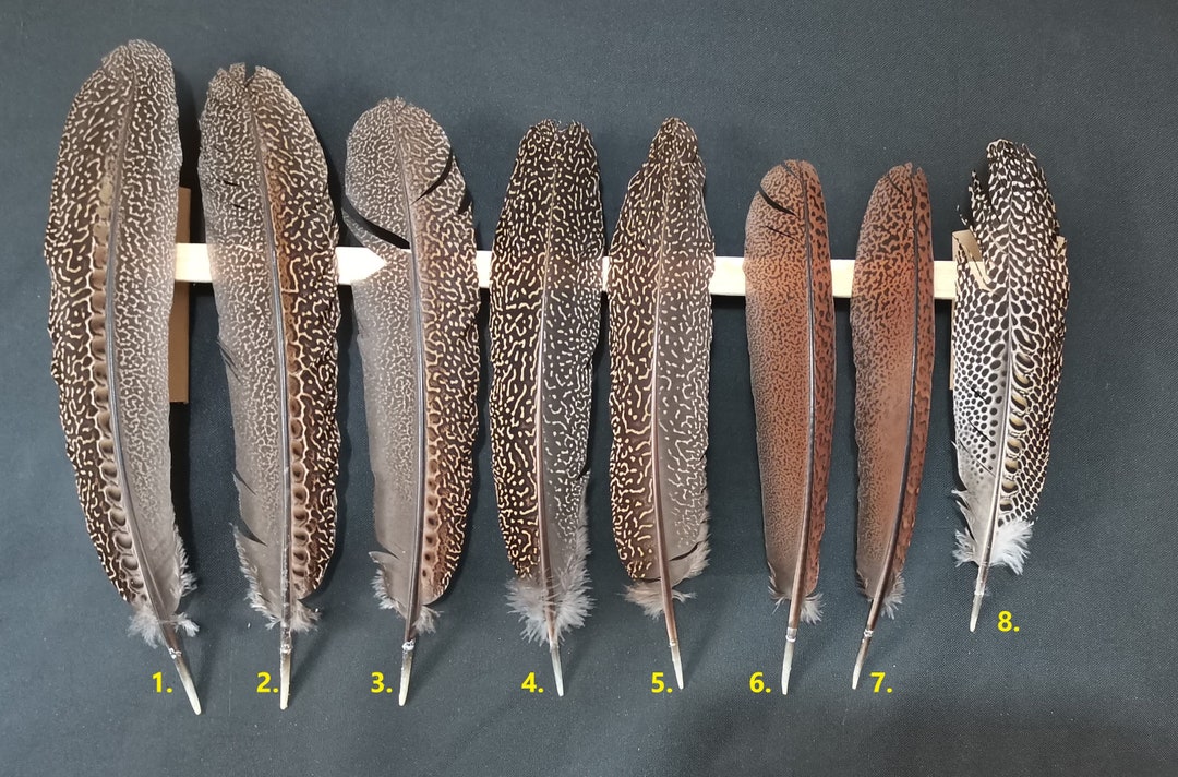 Argusianus Argus great Argus Feather - Etsy