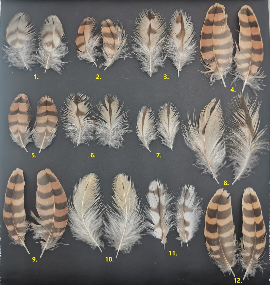 Common Kestrel falco Tinnunculus Feather - Etsy