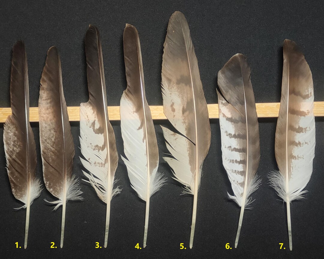 Common Buzzard Feather - Etsy