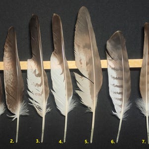 Common Buzzard Feather - Etsy