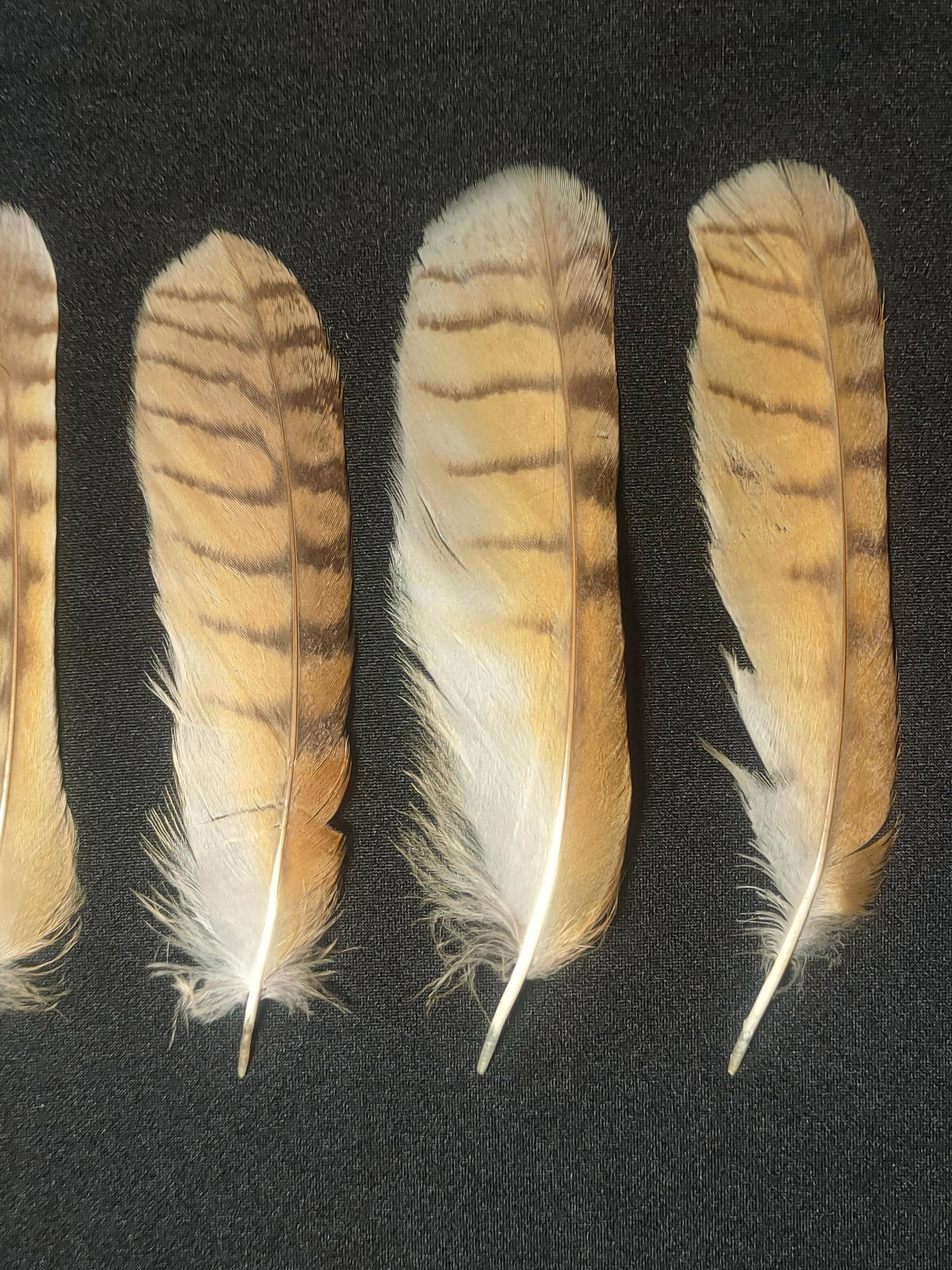 Long-eared Owl (asio Otus) Feathers - Etsy