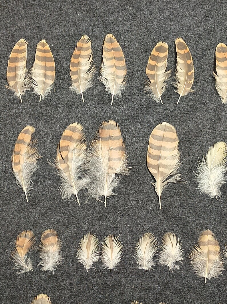 Common Kestrel (falco Tinnunculus) Feather - Etsy