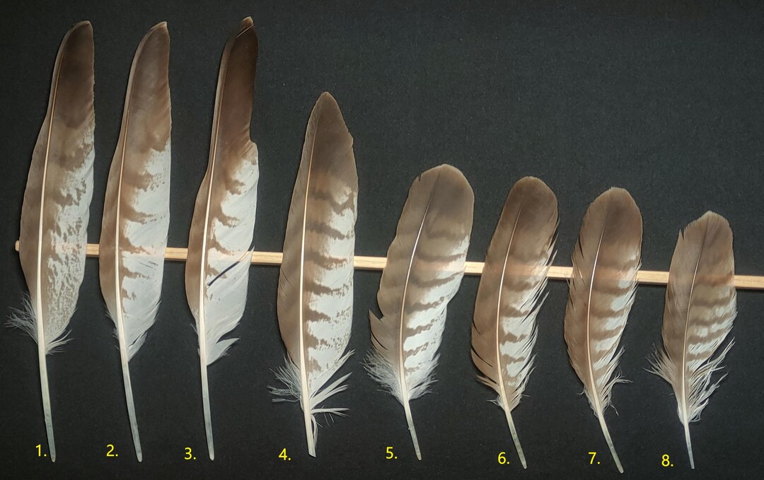 Common Buzzard Feather - Etsy