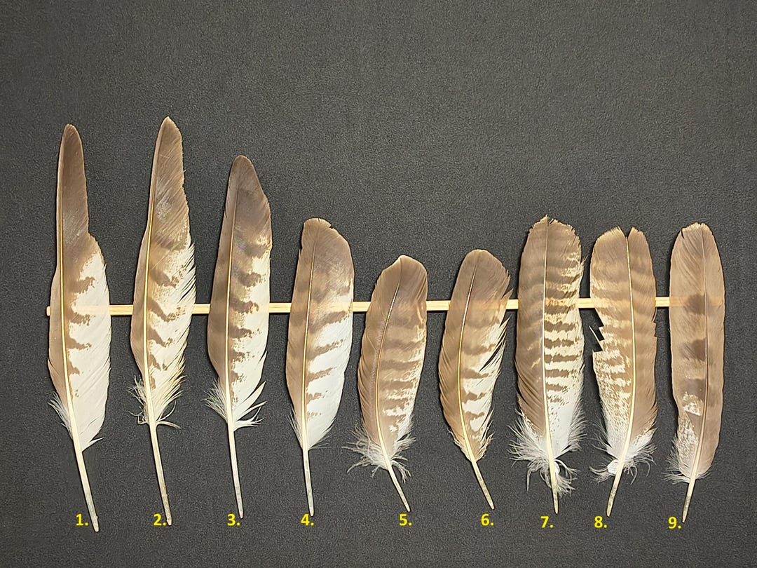 Common Buzzard Feather - Etsy UK