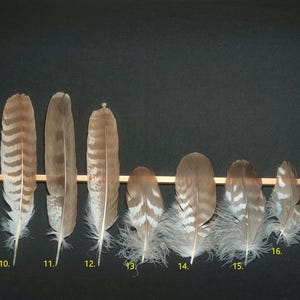 Common Buzzard Feather - Etsy