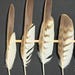Common Buzzard Feather - Etsy