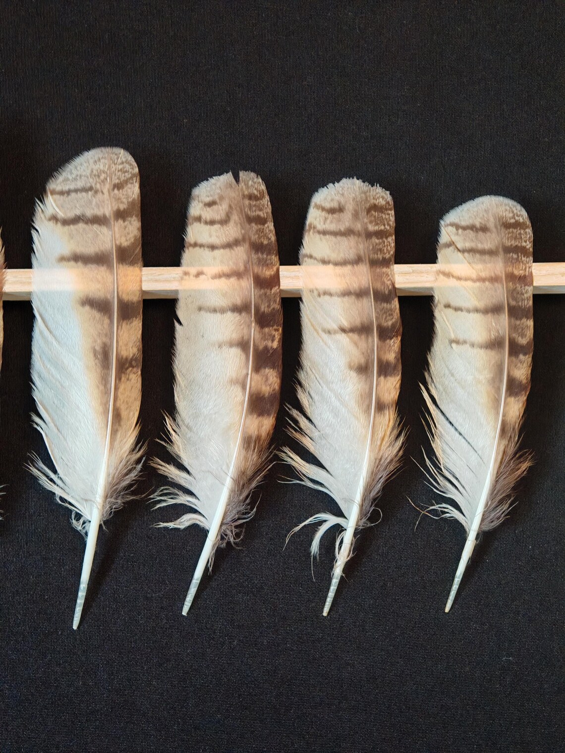 Long-eared Owl (asio Otus) Feathers - Etsy
