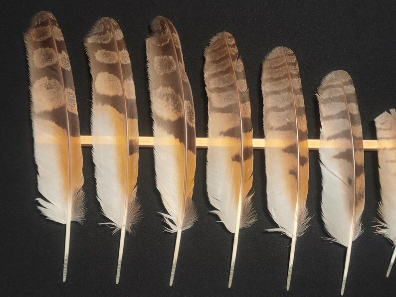 Long-eared Owl asio Otus Feathers - Etsy