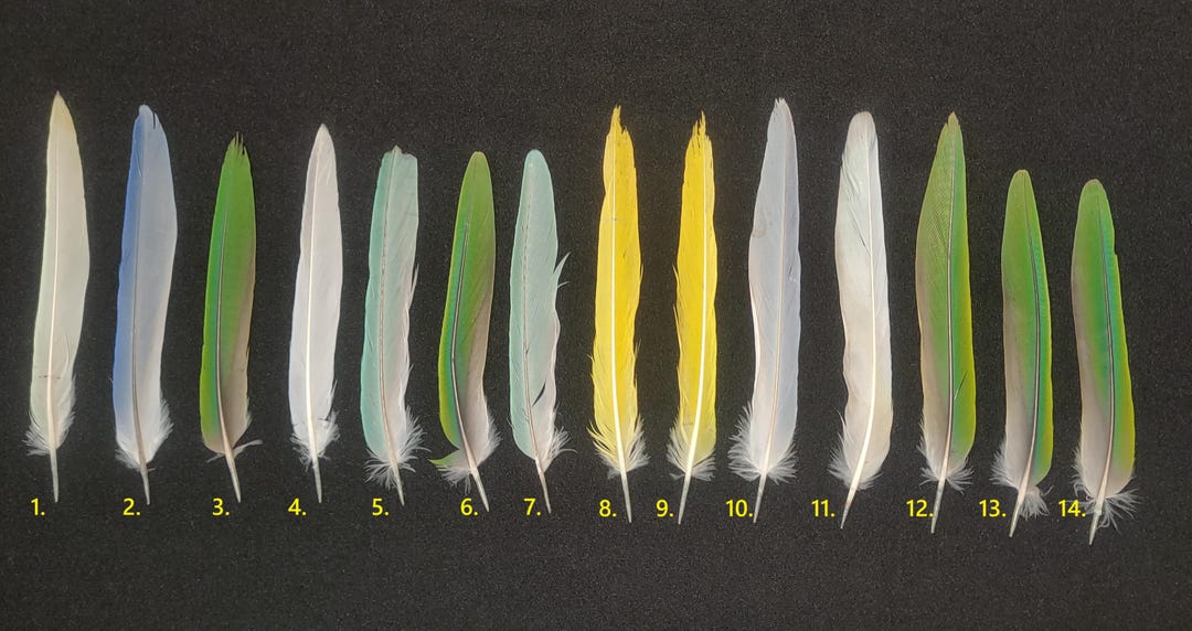 Parrot Tail Feather - Etsy