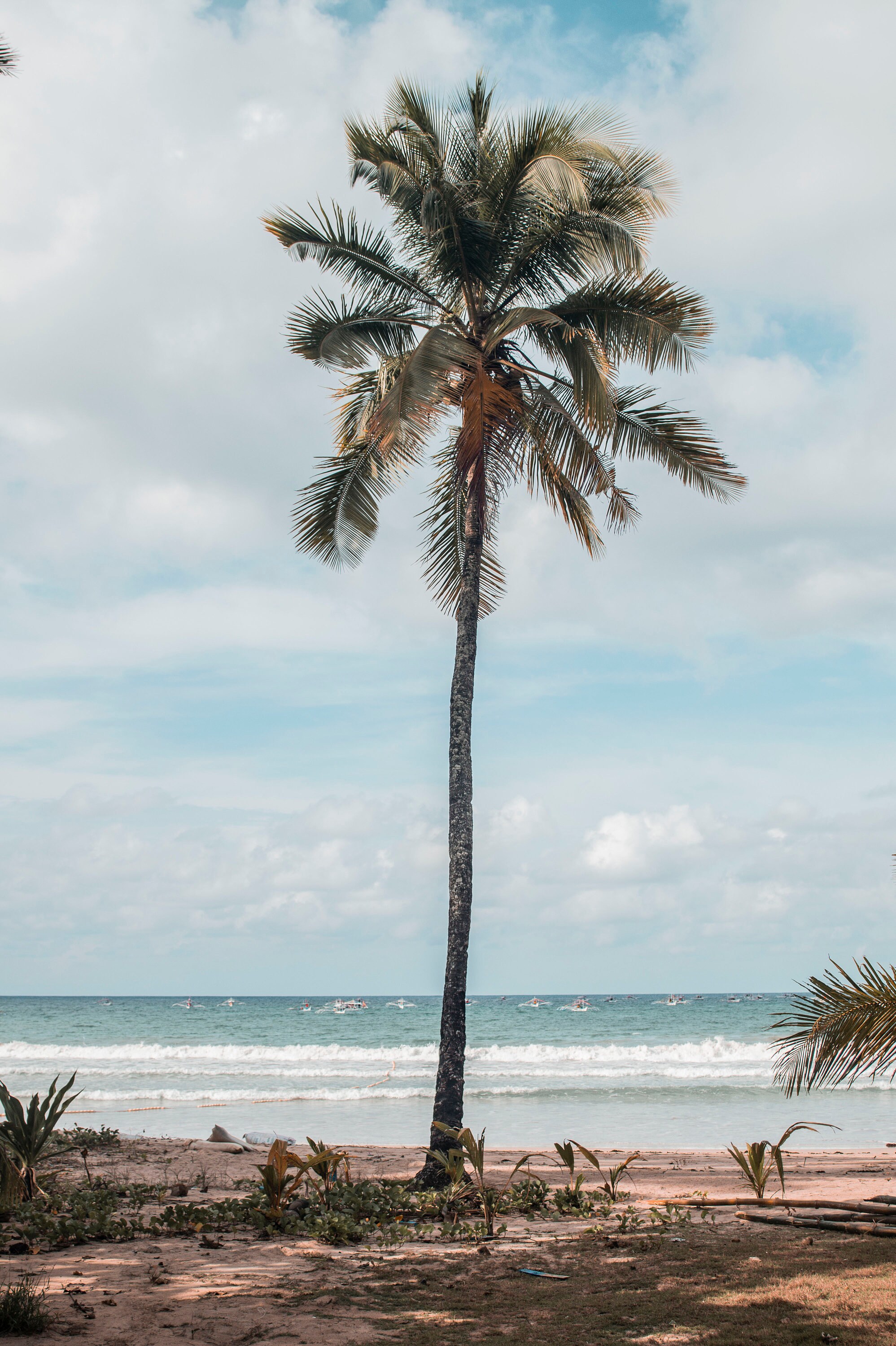 Digital Print File: Palmtree - Etsy