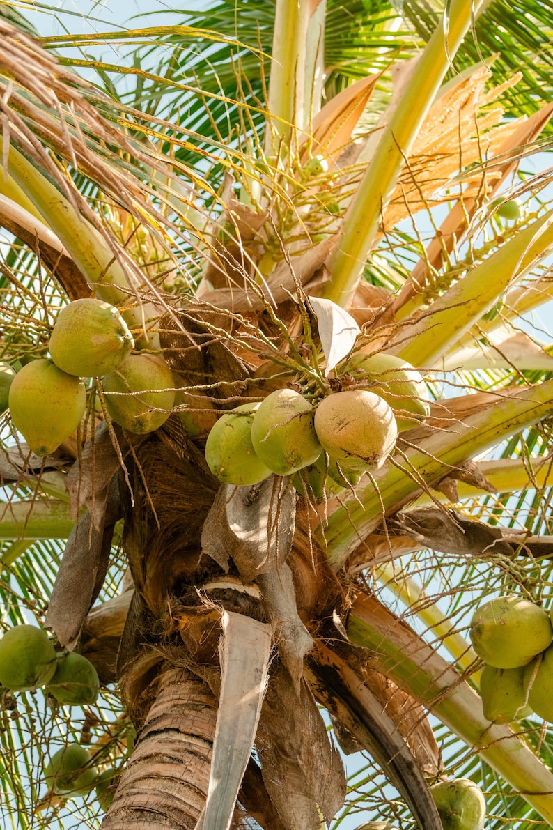 PRINTABLE DIGITAL DOWNLOAD, Coconut Tree, Africa Landscape Nature ...