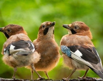 Cheetah Closeup Wildlife Photo Digital Download Print - Etsy UK
