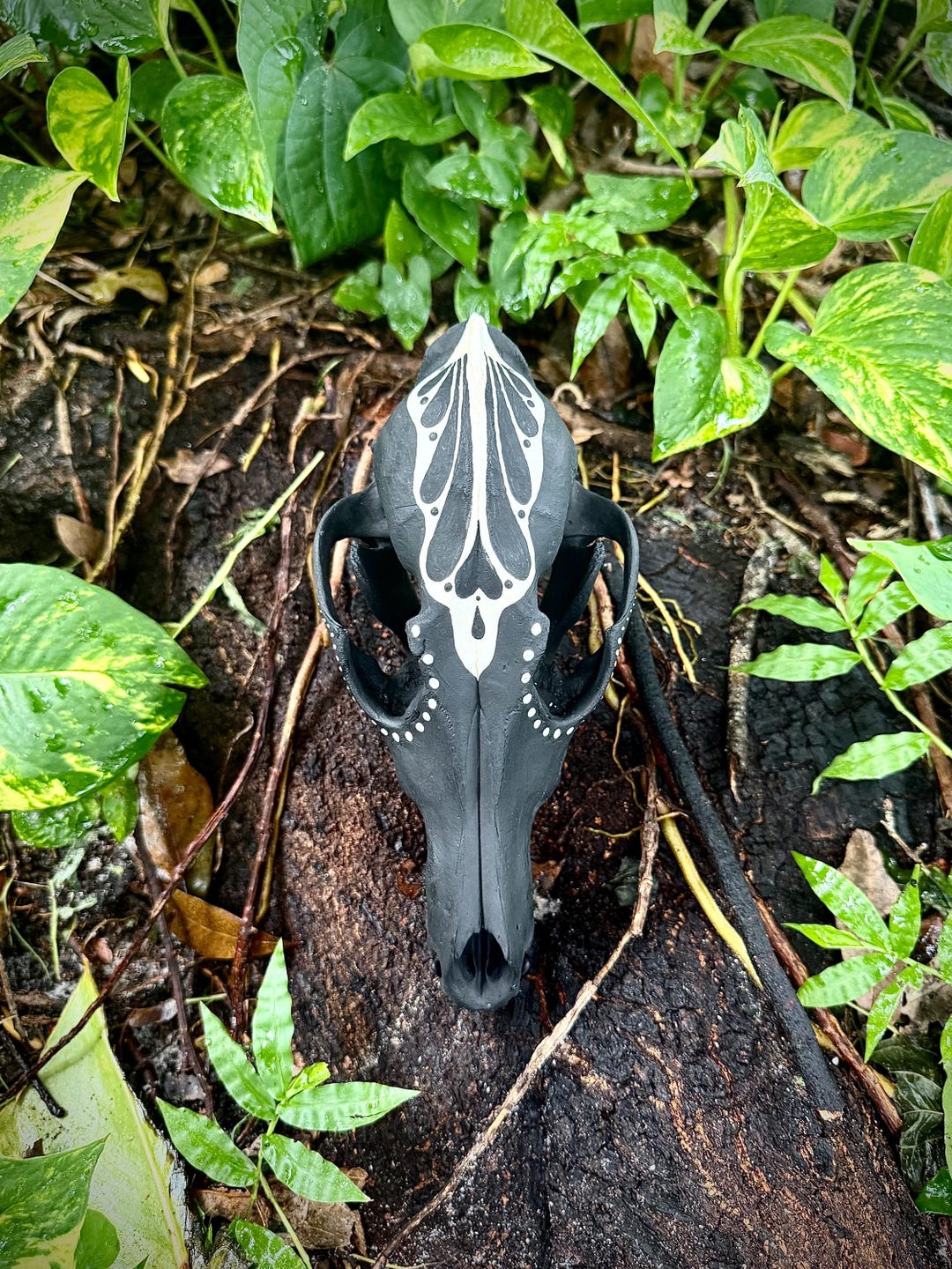 Ornamental Coyote Skull | Oddities | Collectibles | Curiosities | Bones ...
