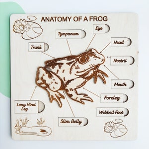 Wooden Puzzle Anatomy of a Frog. Montessori Inspired Toy for Nature ...